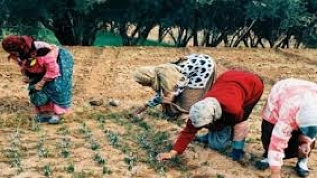 Maroc: voici le nombre de la population féminine rurale et voici leurs ...