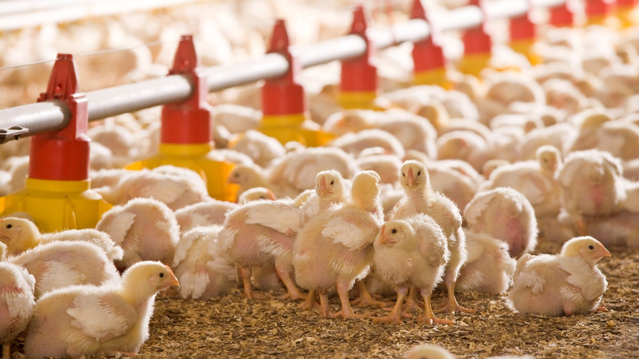 Les aviculteurs se plaignent de la faible consommation et de «la vente ...