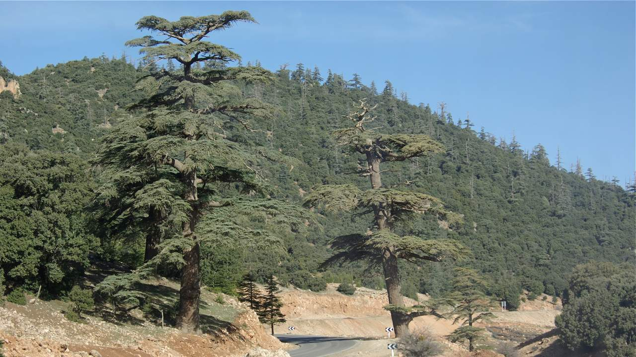 Le Maroc, l'autre "pays du cèdre", veut protéger son "trésor national ...