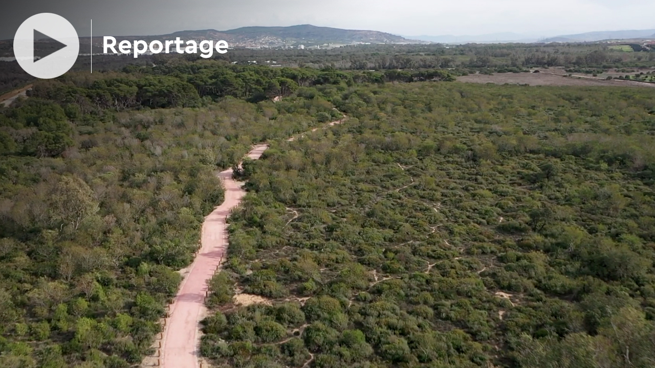Vidéo. Tanger: la nouvelle forêt diplomatique vue du ciel | le360.ma